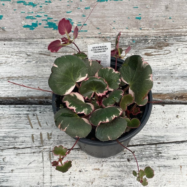 Strawberry Begonia - Etsy