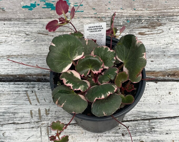 Welcome to Premier Succulents!