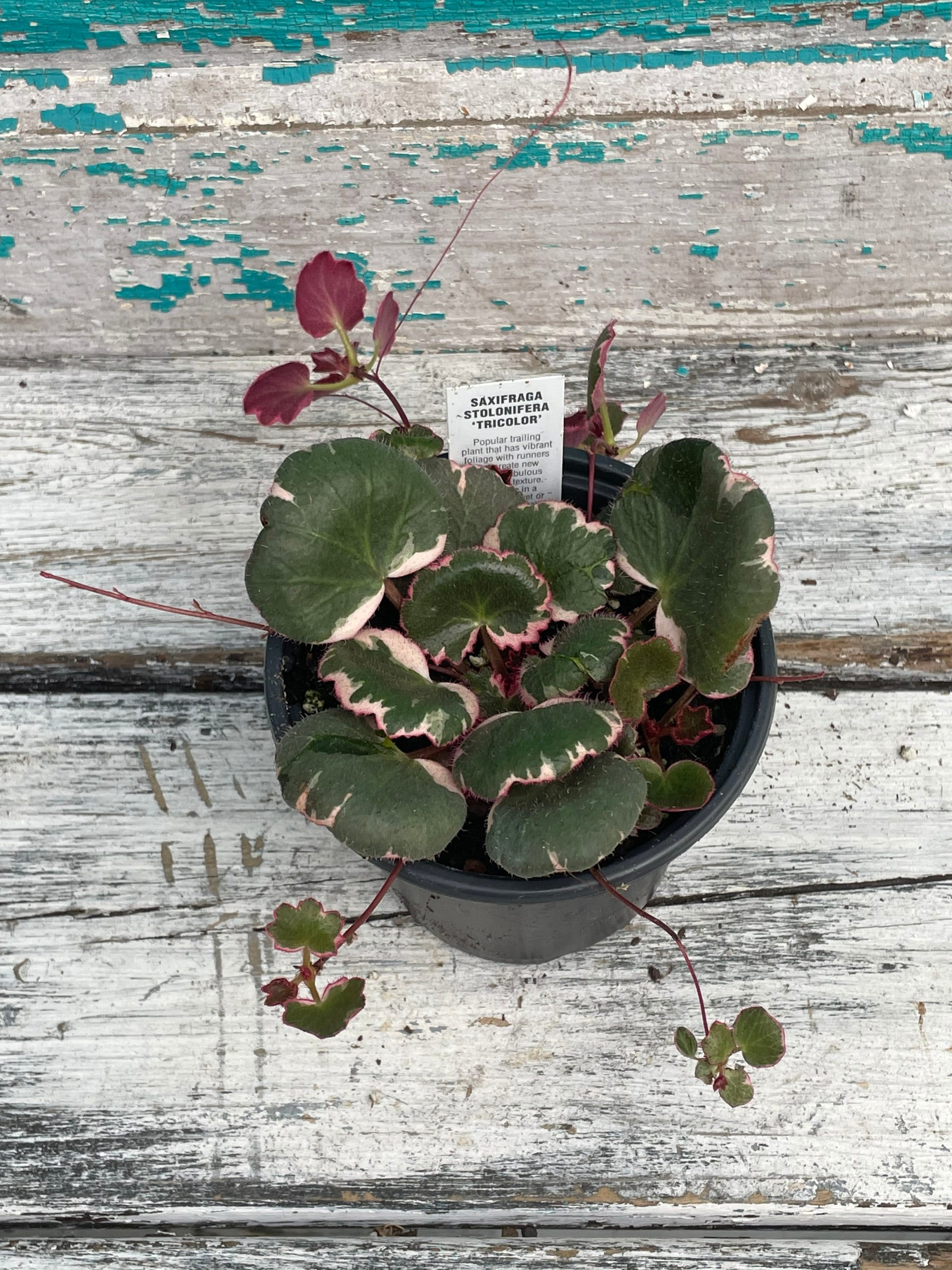 Variegated Strawberry Geranium/Strawberry Begonia - Saxifraga ...