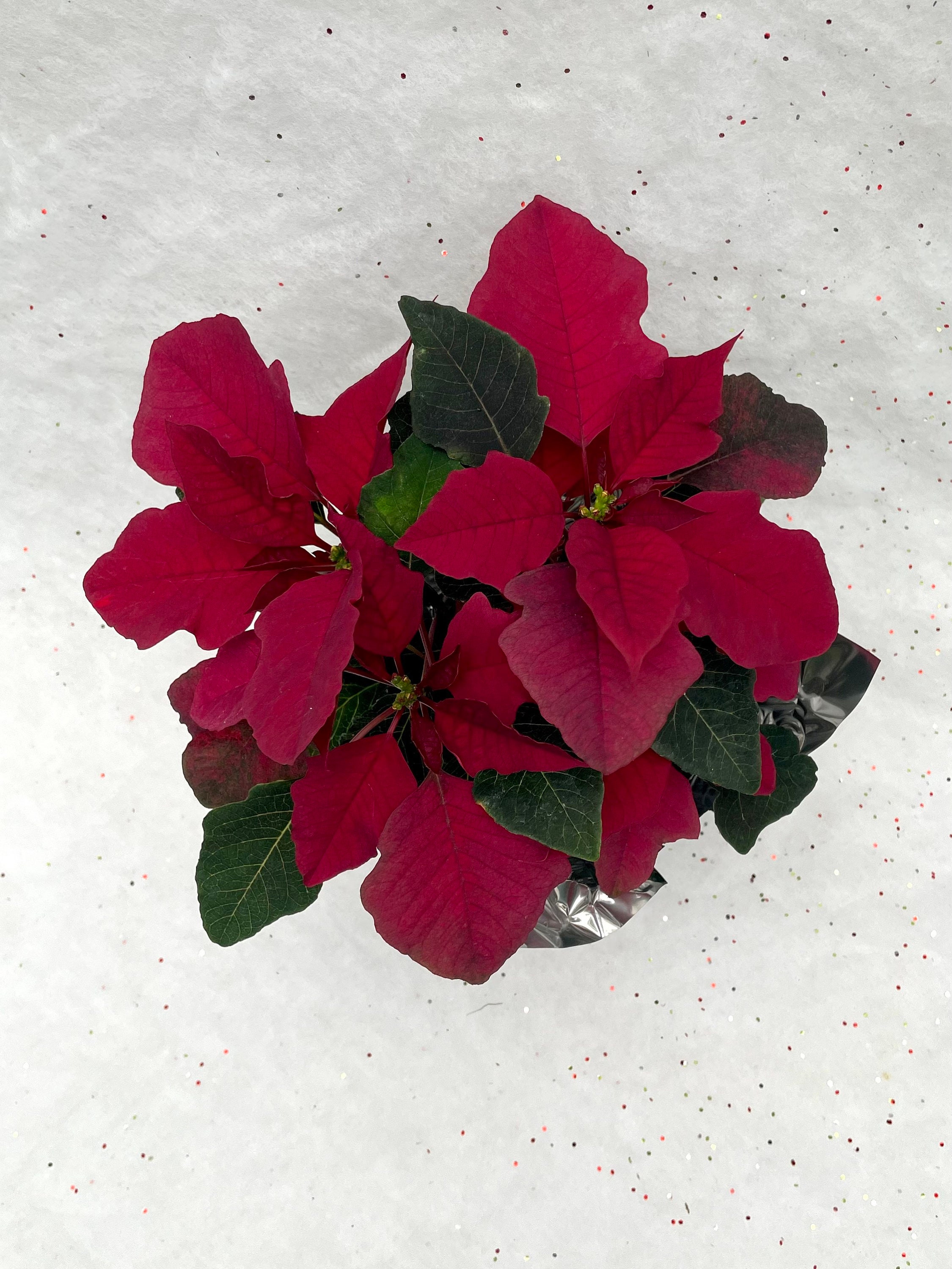 Poinsettia - Burgundy - 4” pot with your choice of decorative pot cover