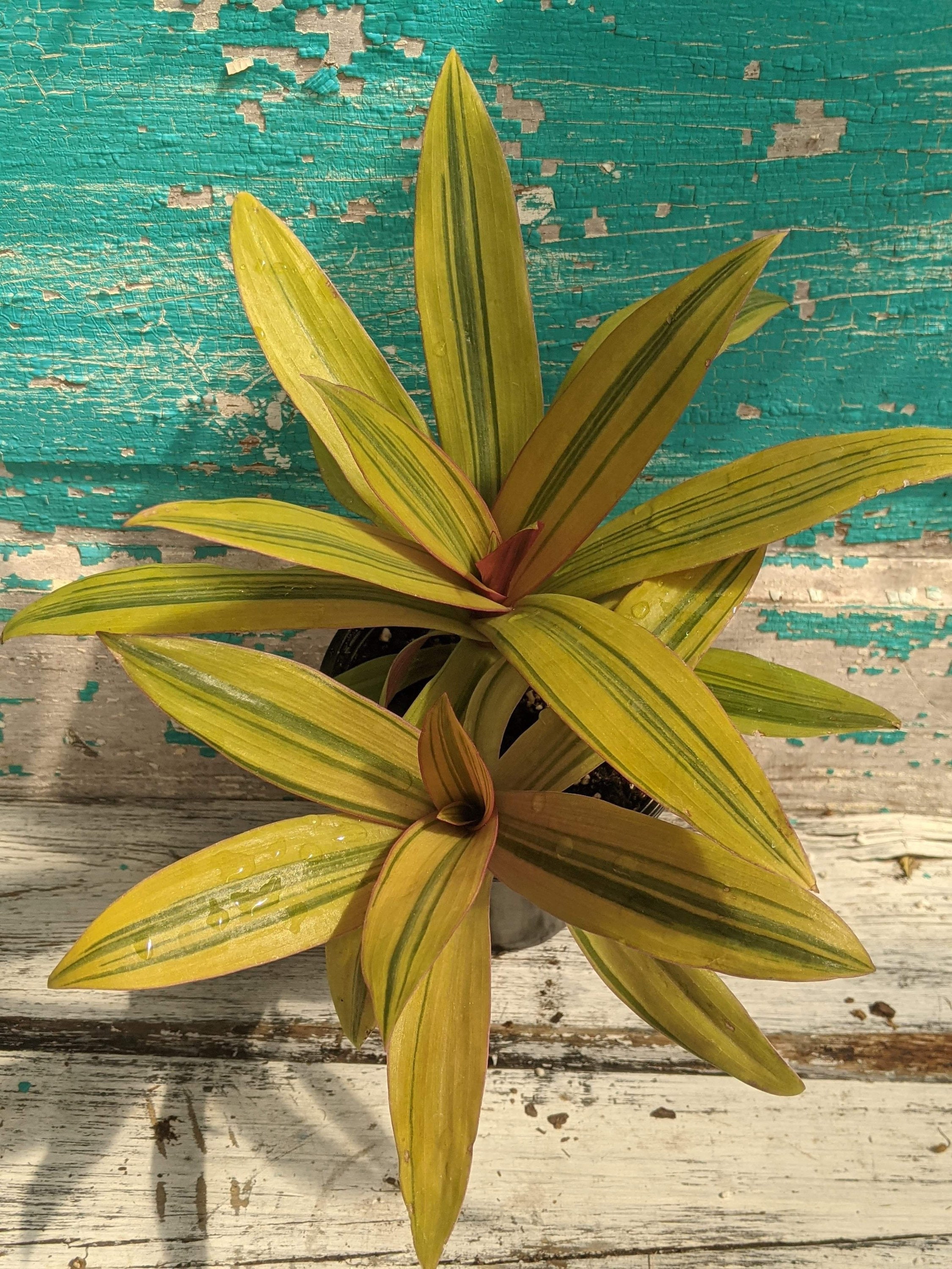 Tradescantia (Rhoeo) spathacea 'Sitara's Gold' - 4 pot