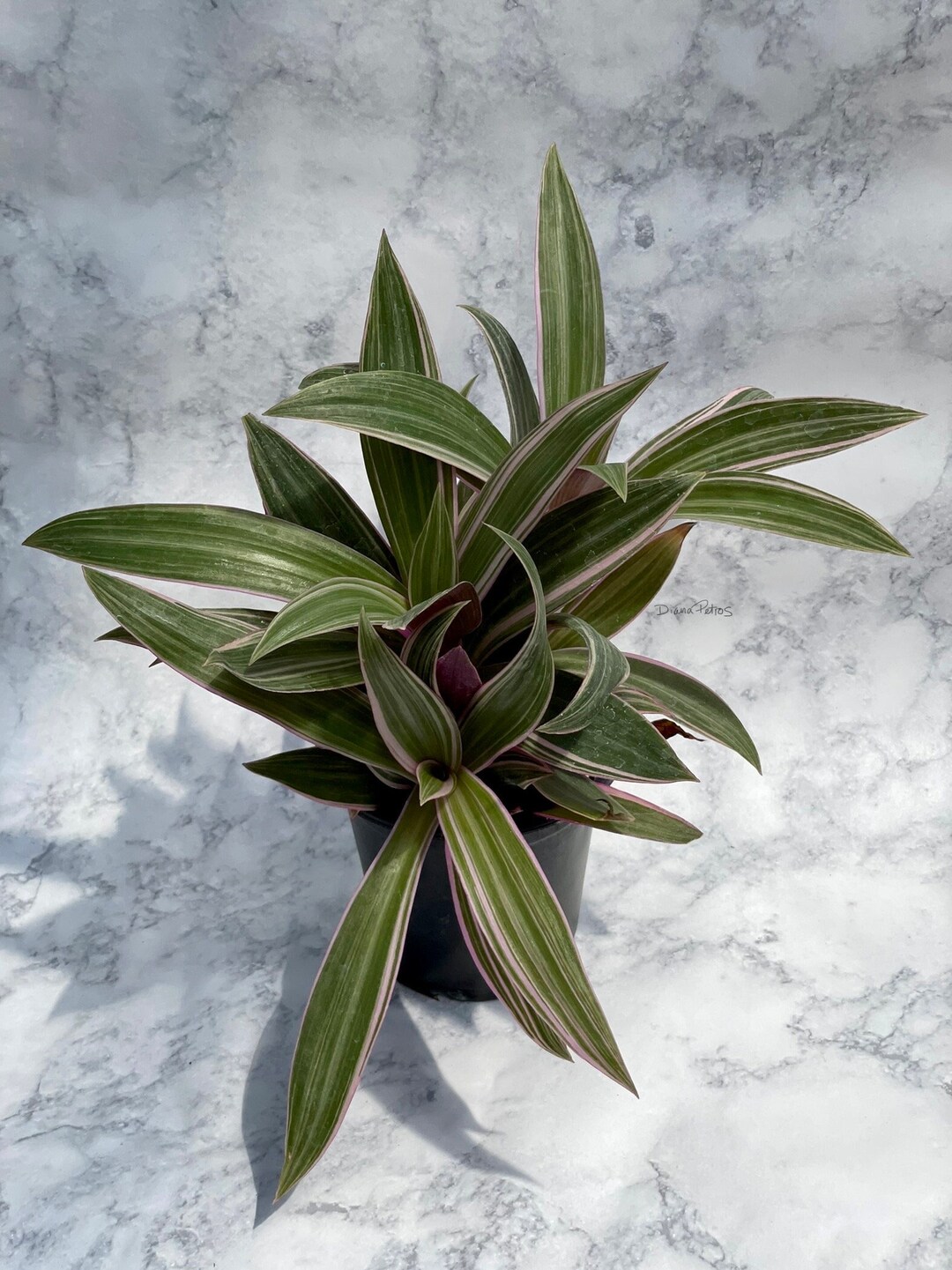 Tradescantia Spathacea 'tricolor' rhoeo Spathacea 4 Pot 'moses in the ...