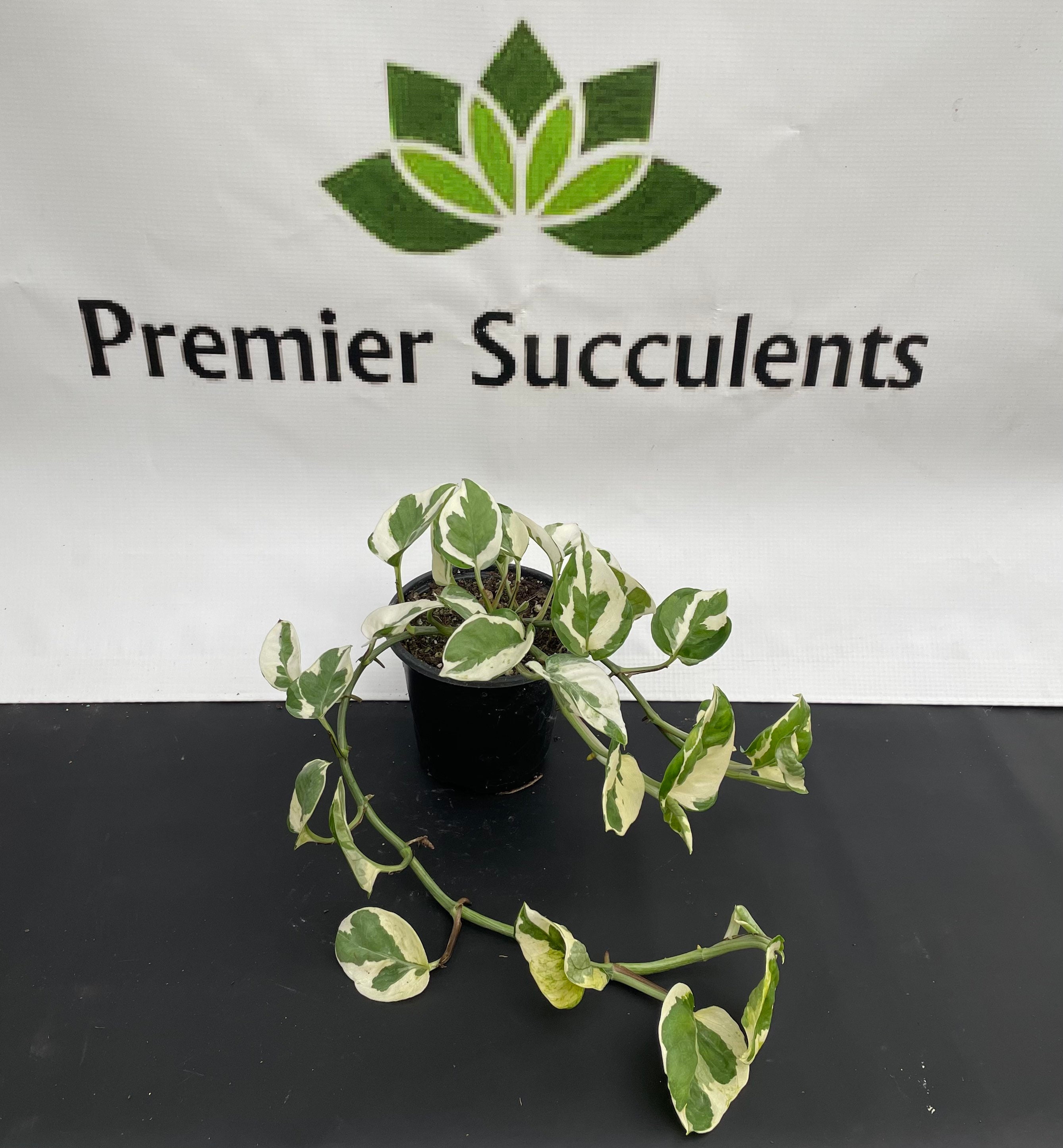 N’joy Pothos - 4 pot