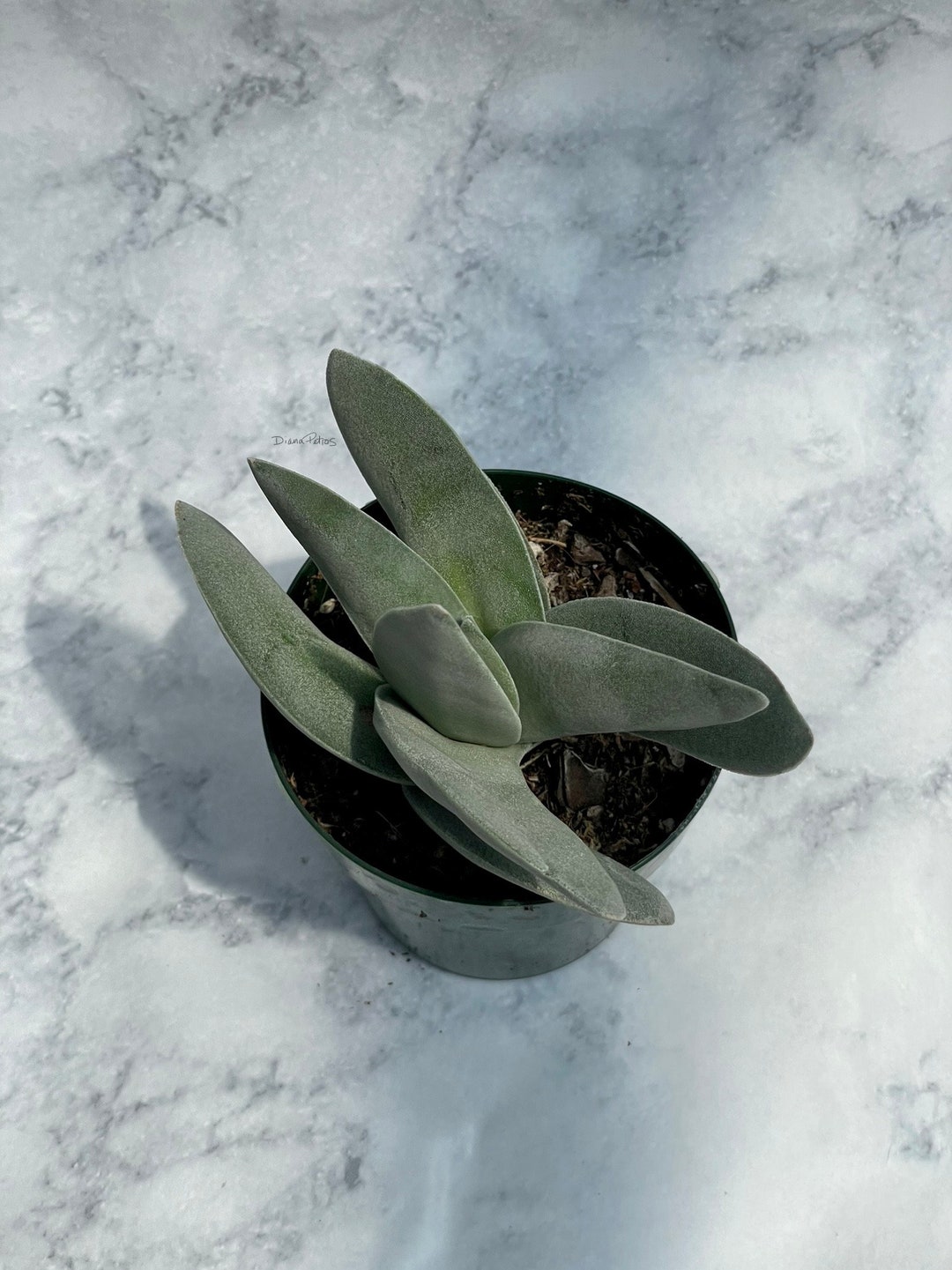 Crassula Falcata Succulent 3 Pot Propeller Plant, Airplane Plant - Etsy