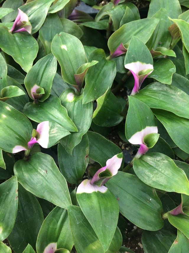Tradescantia ‘Blushing Bride’ - 4 Pot - Limit 2