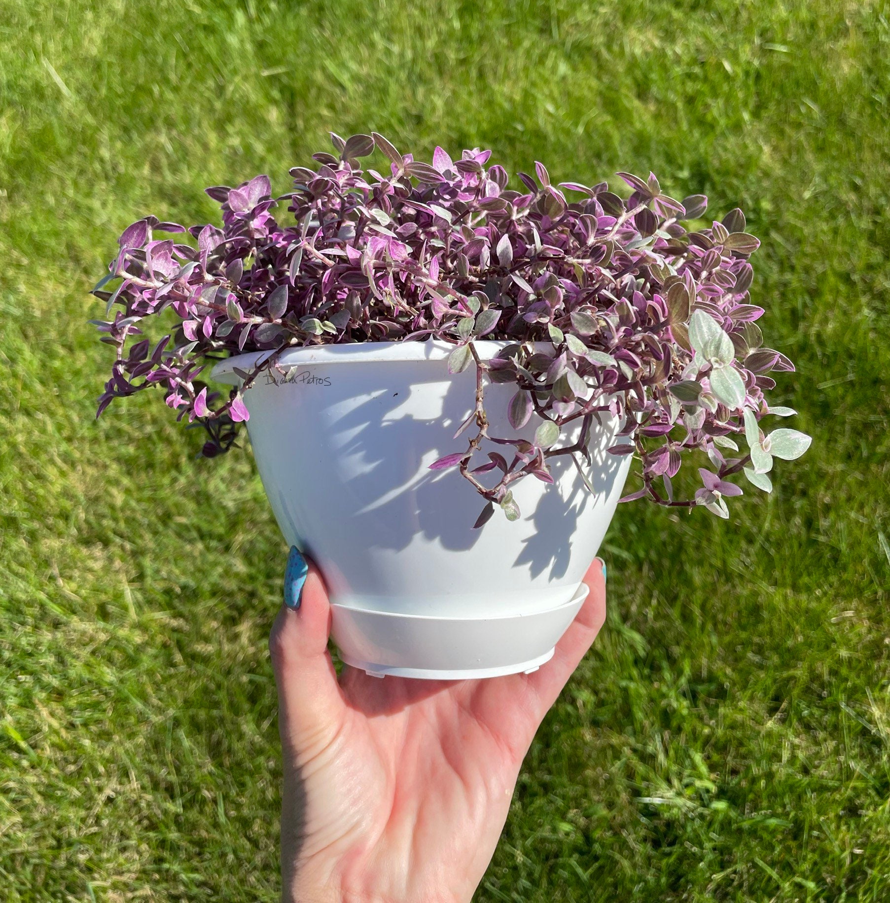 Callisia Repens 'Pink Panther’/‘Pink Lady’ - 6 hanging basket - LIMIT 1 ...