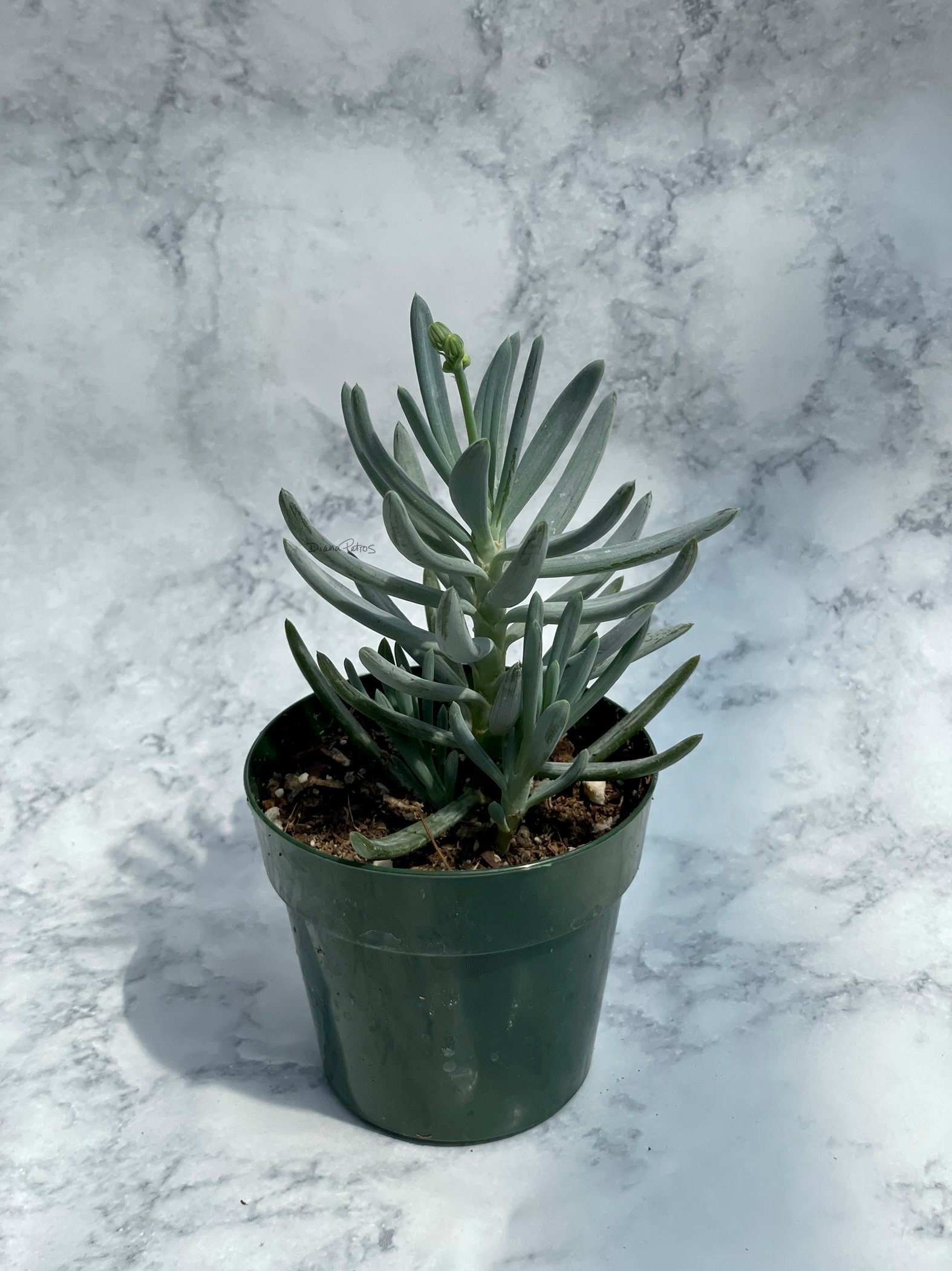 Senecio Serpens