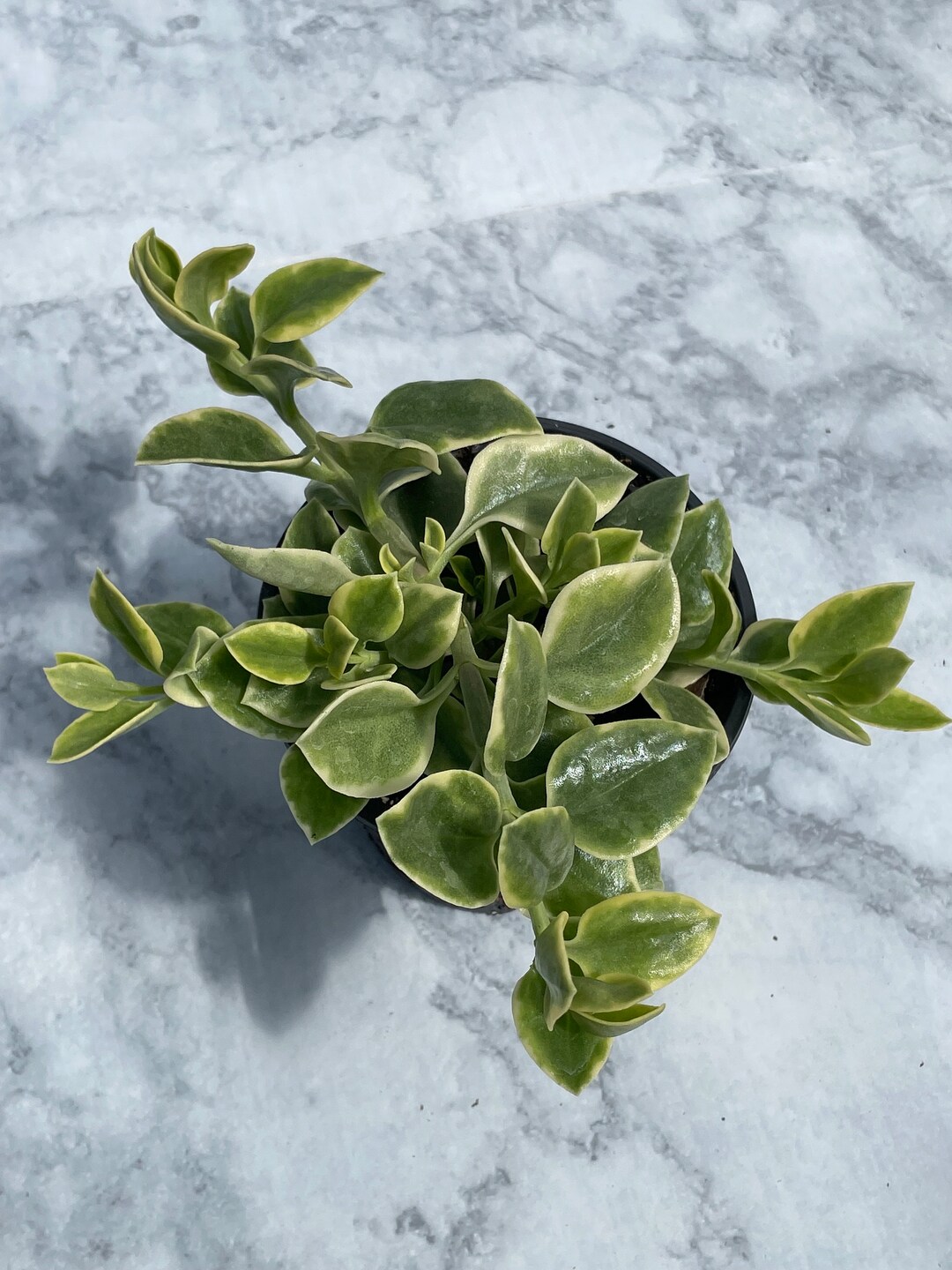 Doreanthus ‘mezoo’ - Aptenia Cordifolia - 4" Pot - Etsy