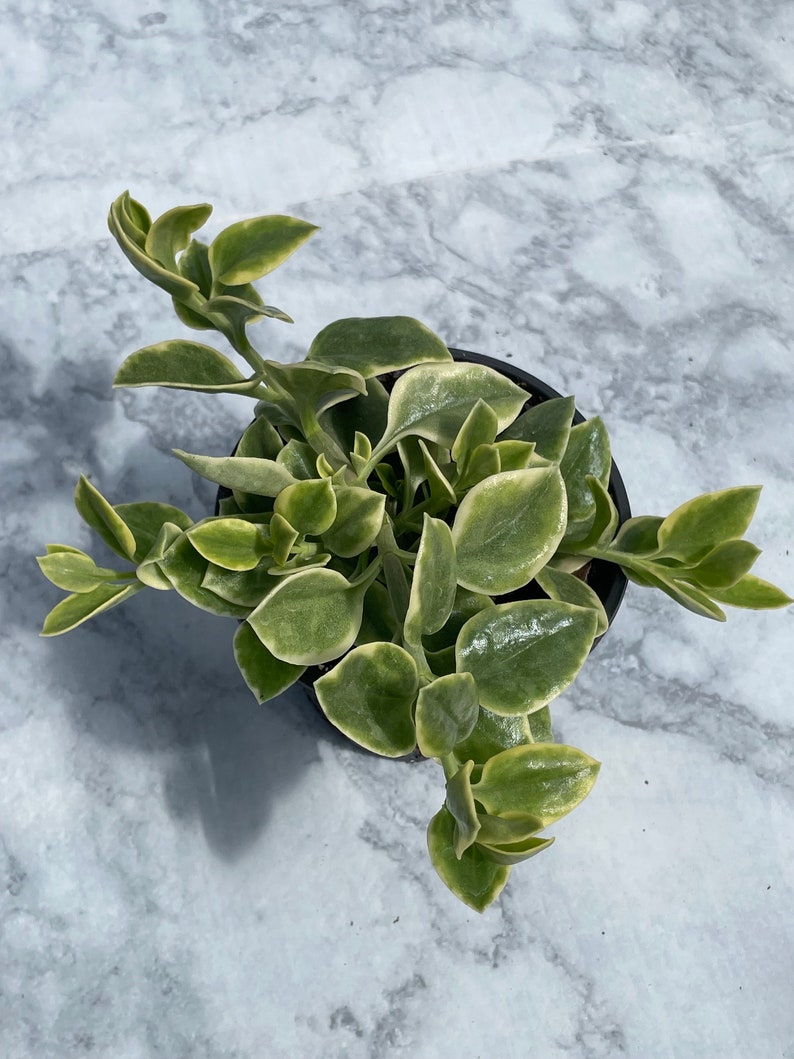 Doreanthus mezoo Aptenia Cordifolia 4 Pot - Etsy