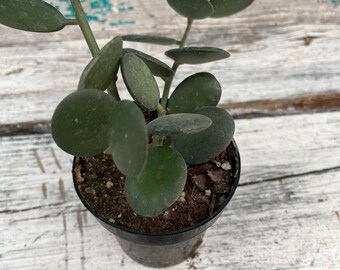 Silver Dollar Vine / String of Coins 'xerosicyos Danguyi' Rooted Plants ...