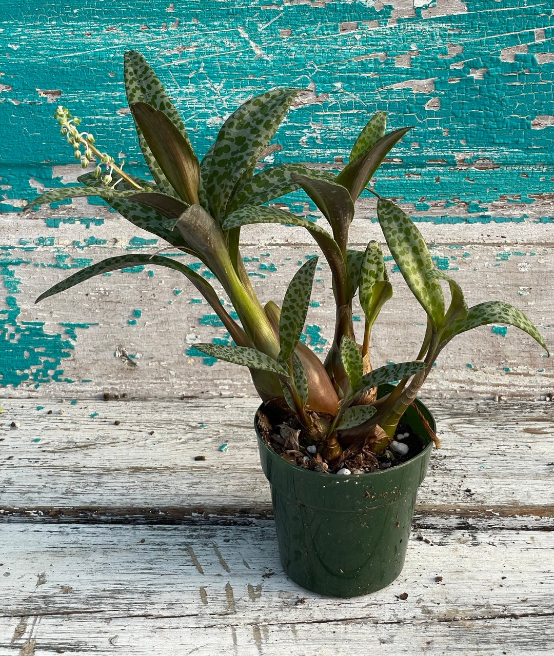 Silver Squill - Ledebouria Socialis - 3" Pot - Etsy