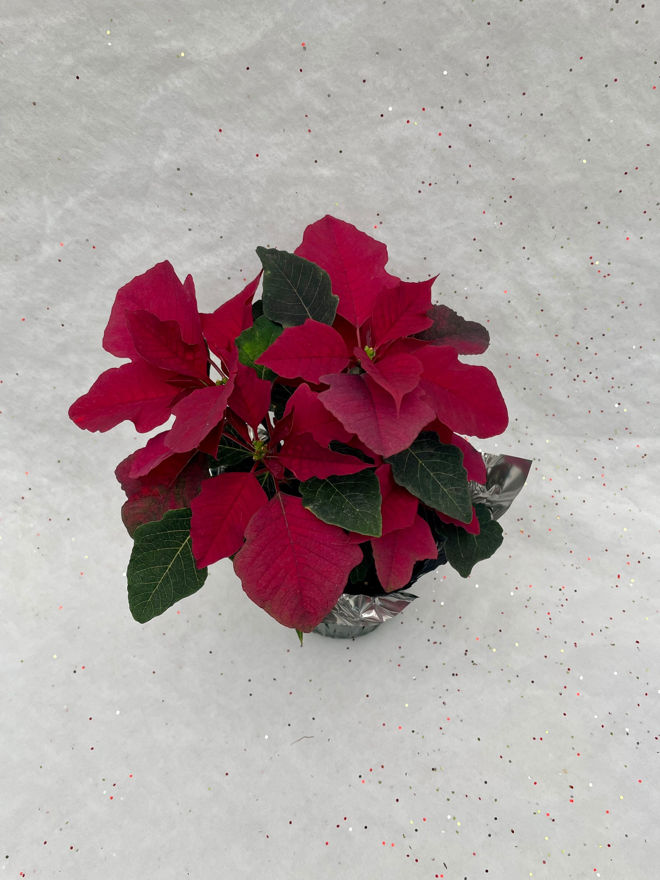 Poinsettia - Burgundy - 4” pot with your choice of decorative pot cover