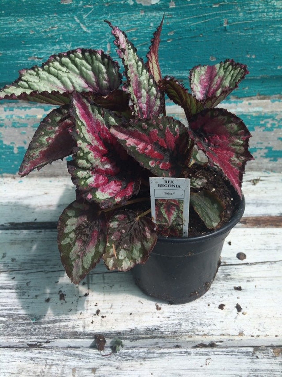 Rex Begonia - Salsa - 4" Pot - Etsy