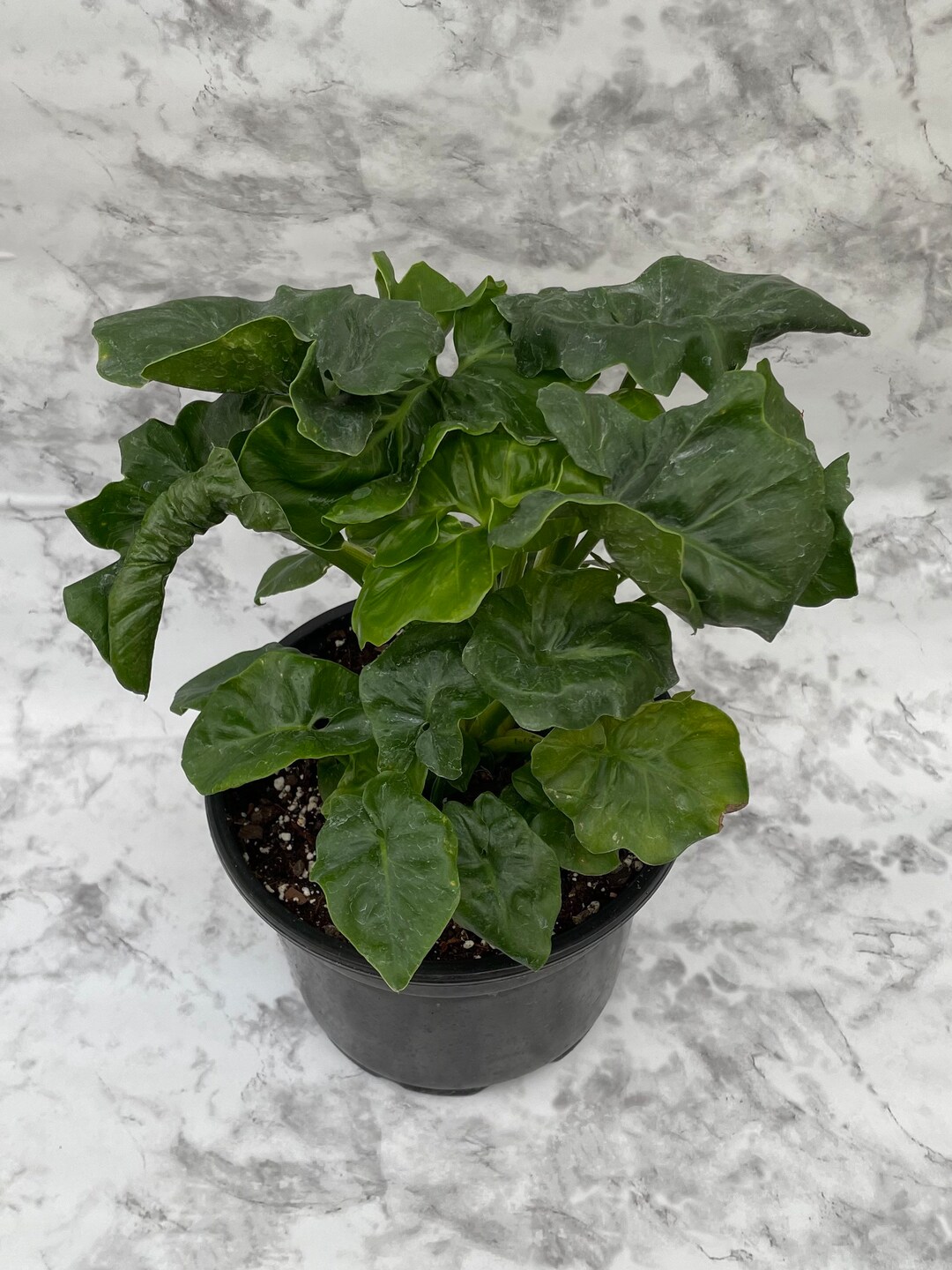 Philodendron Atom 6 Pot - Etsy