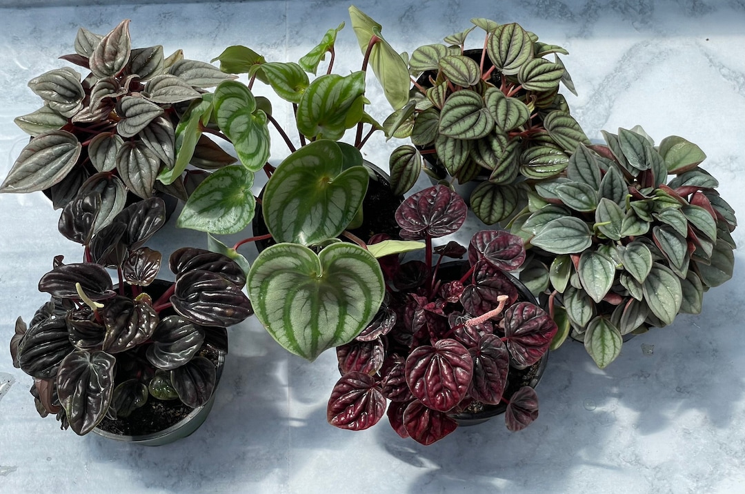 Peperomia Assorted 4 Pot - Etsy