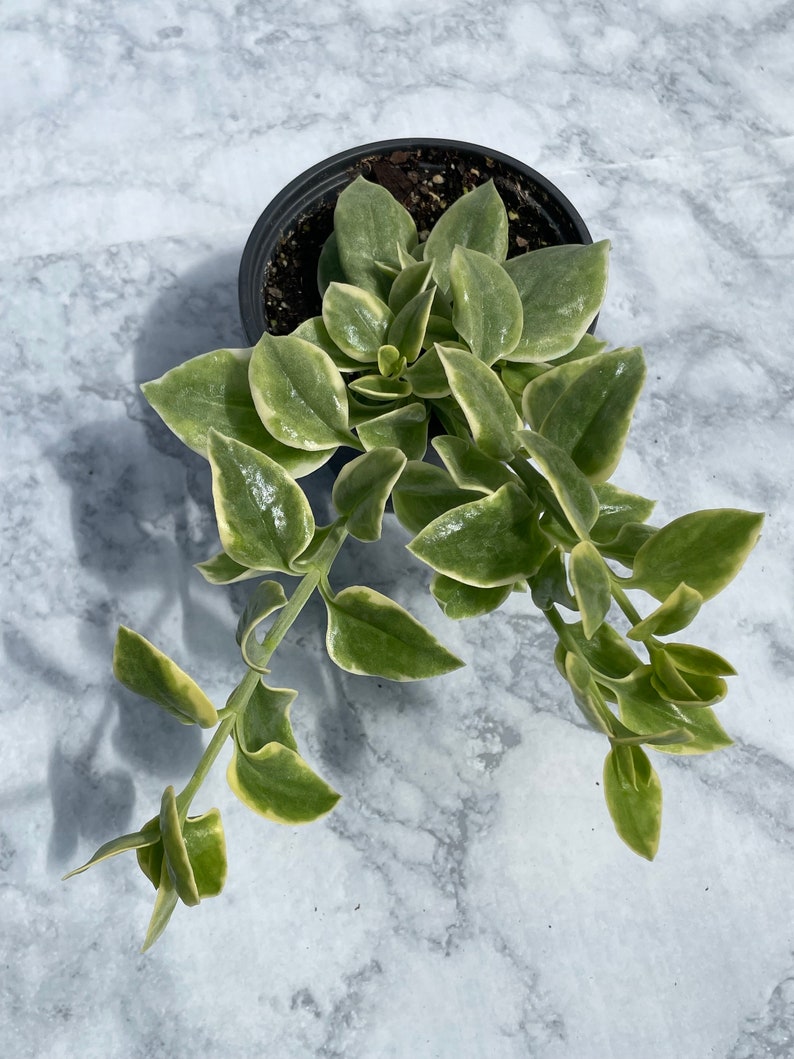 Doreanthus mezoo Aptenia Cordifolia 4 Pot - Etsy