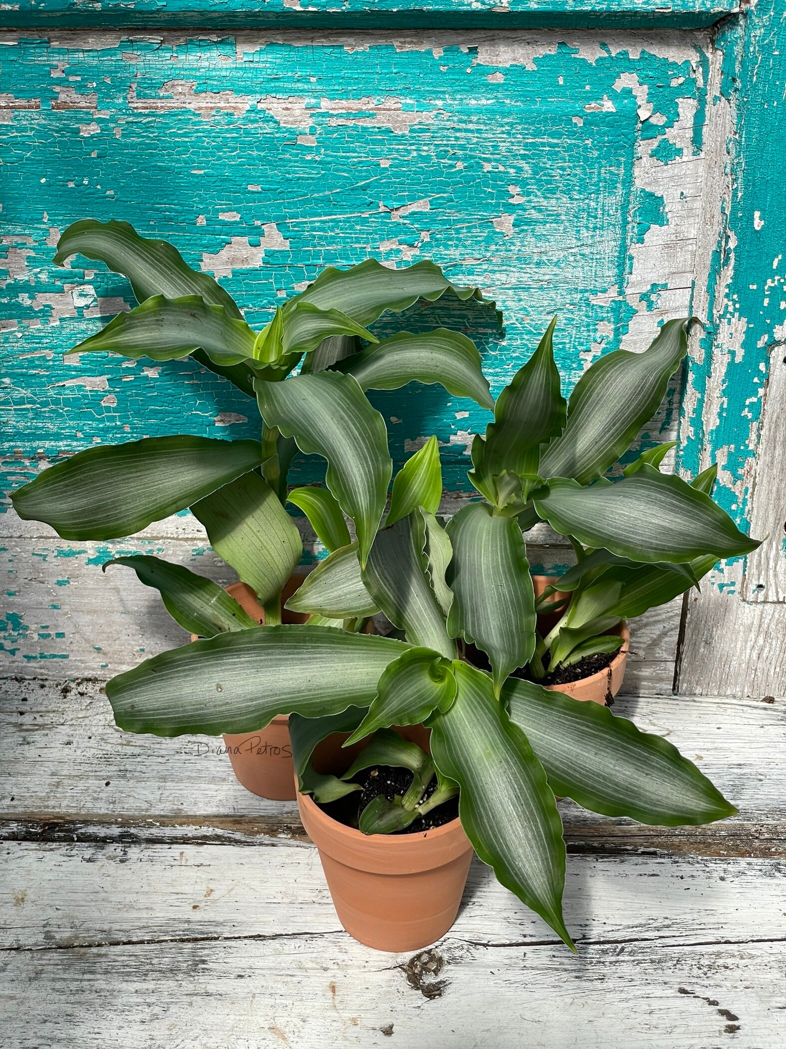 Murdannia sp. 'Bright Star' - fully rooted plug