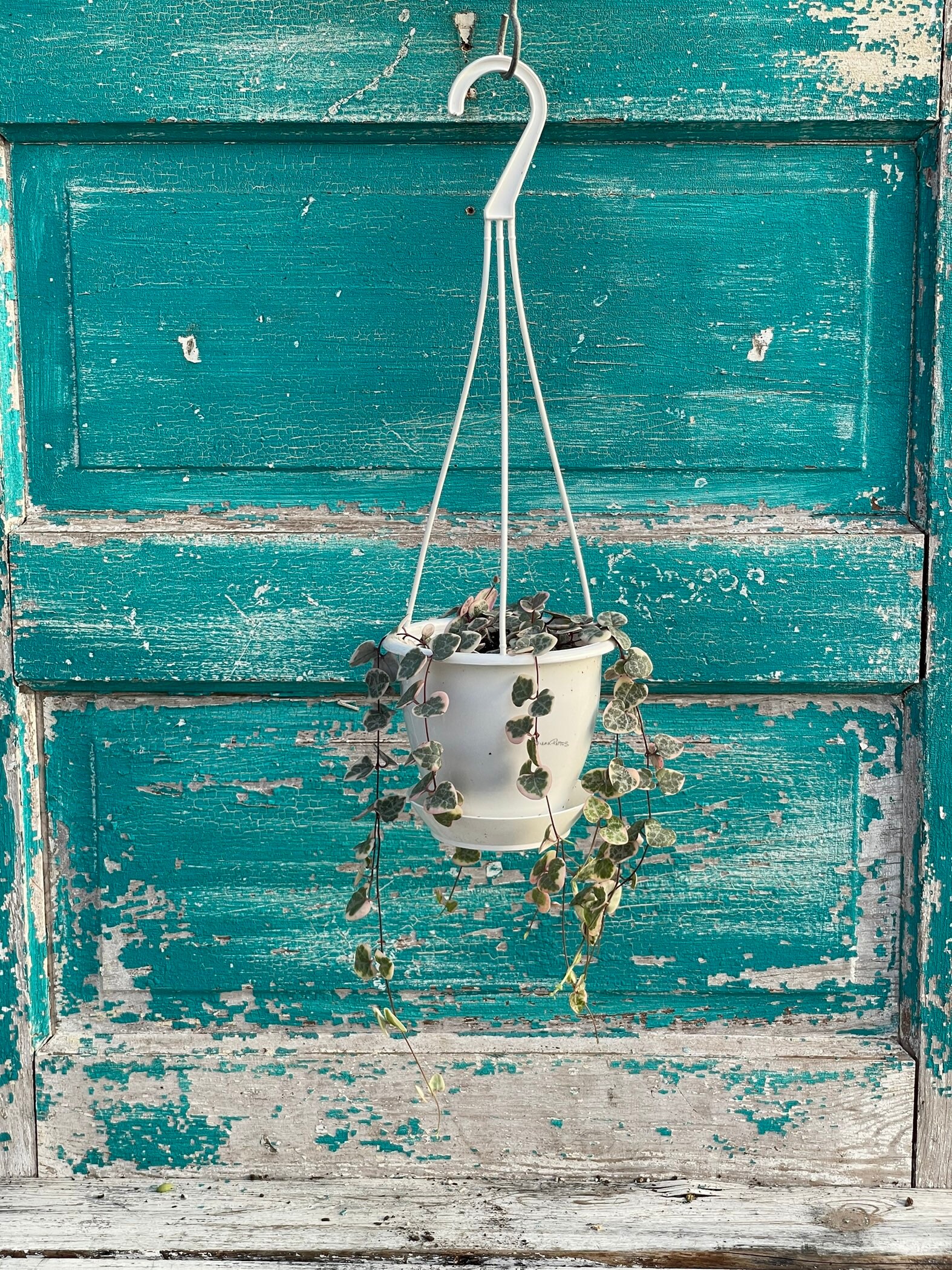 Variegated String Of Hearts 4 Hanging Basket 4426