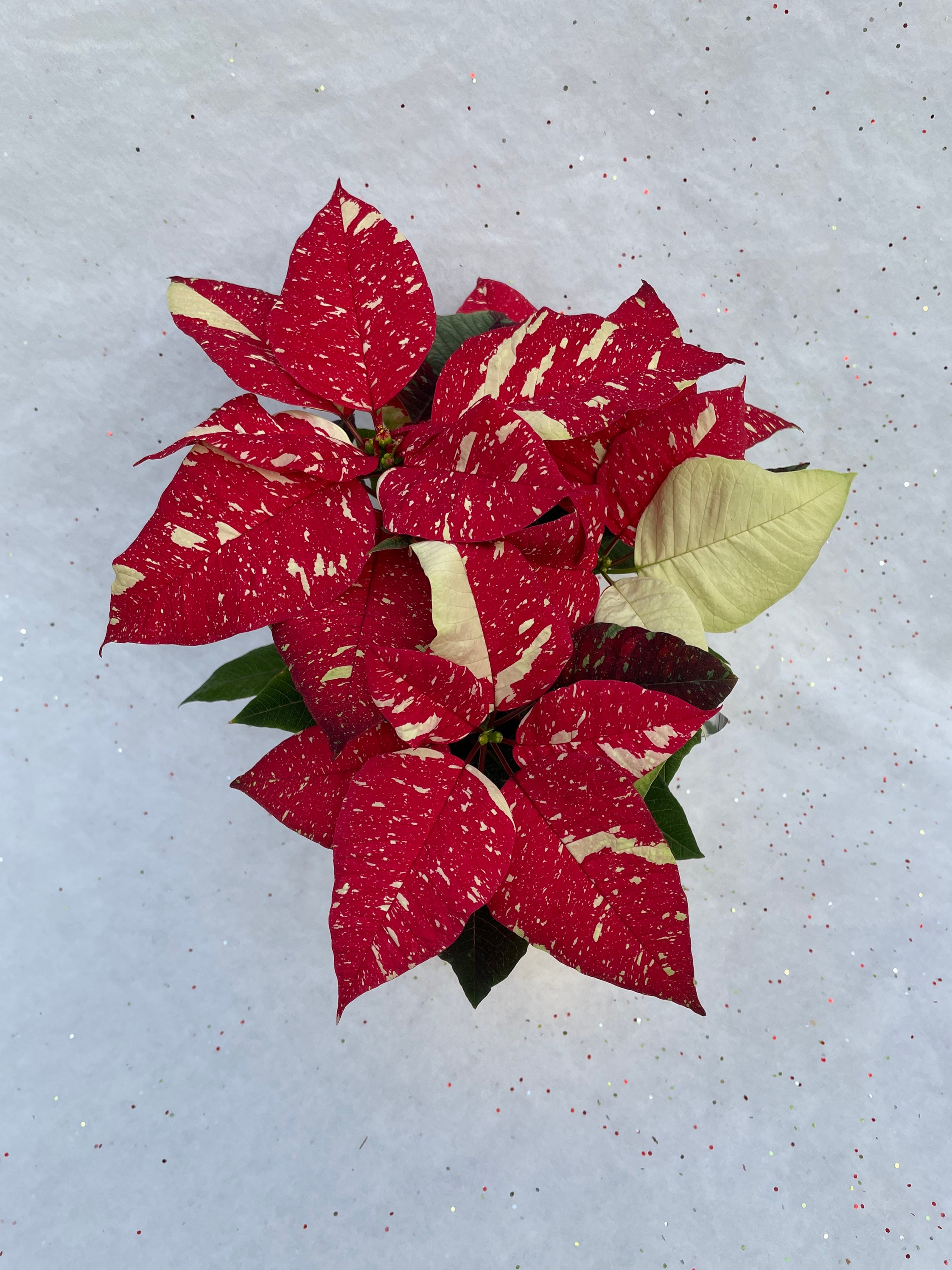 Poinsettia - Red Glitter - 4” pot with your choice of decorative pot cover