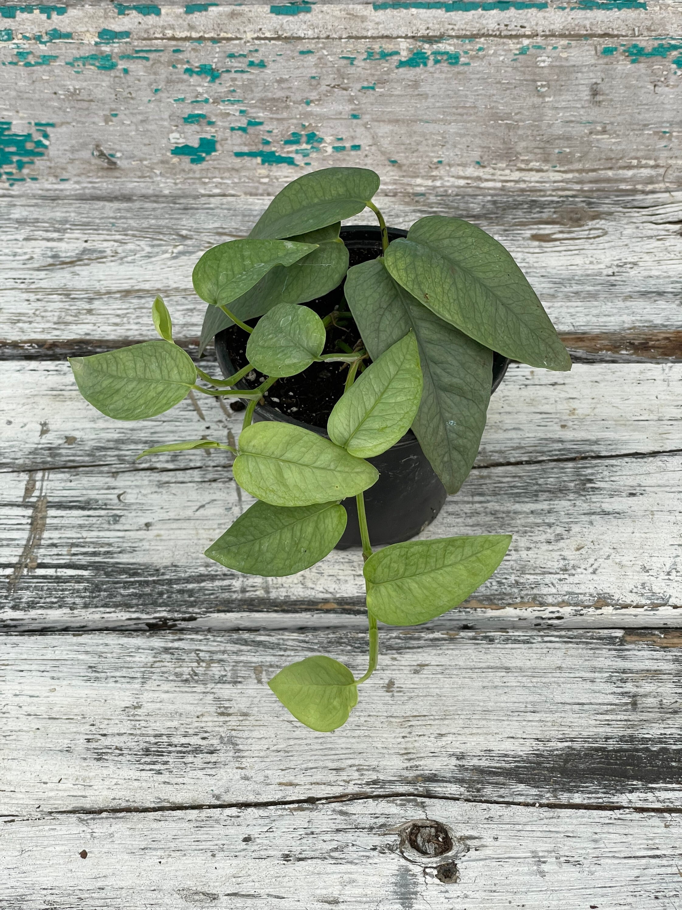 Epipremnum pinnatum Cebu Blue - Cebu Blue Pothos - 4 pot