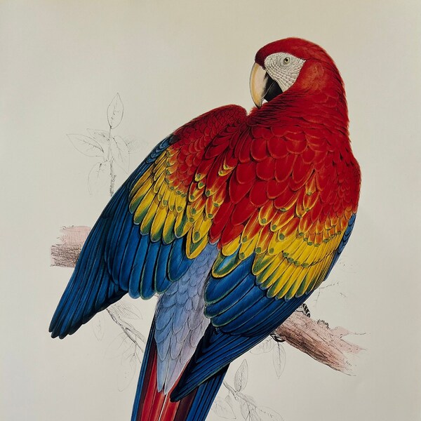 Maccaw Vintage Print - Etsy