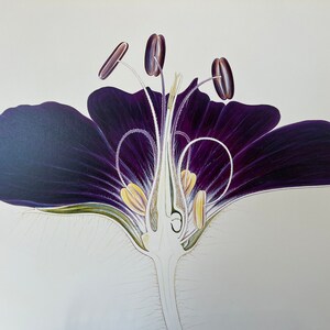 Floral Cross Section Vintage Print - Etsy