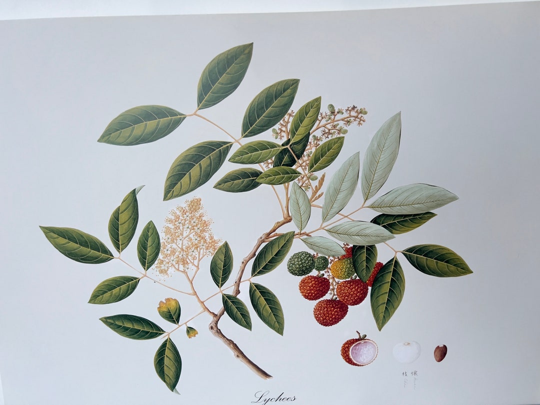 Lychees Vintage Print - Etsy