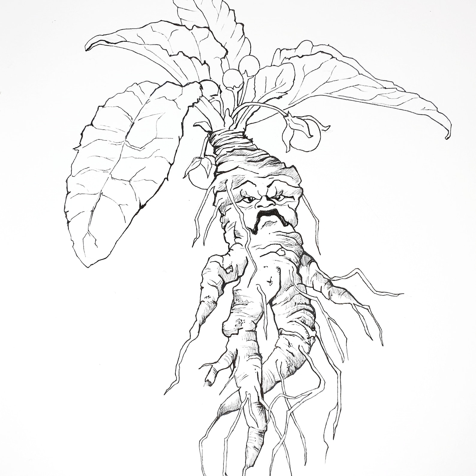 MANDRAKE // Mandragora / Mythical Plants / folklore / Harry | Etsy