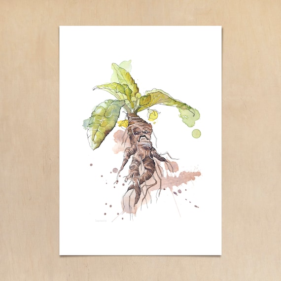 MANDRAKE // Mandragora / Mythical Plants / Folklore / Harry | Etsy