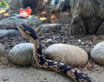HAKU, Banana Ball Python Bracelet, Laser Cut Hand Made Leather Snake ...