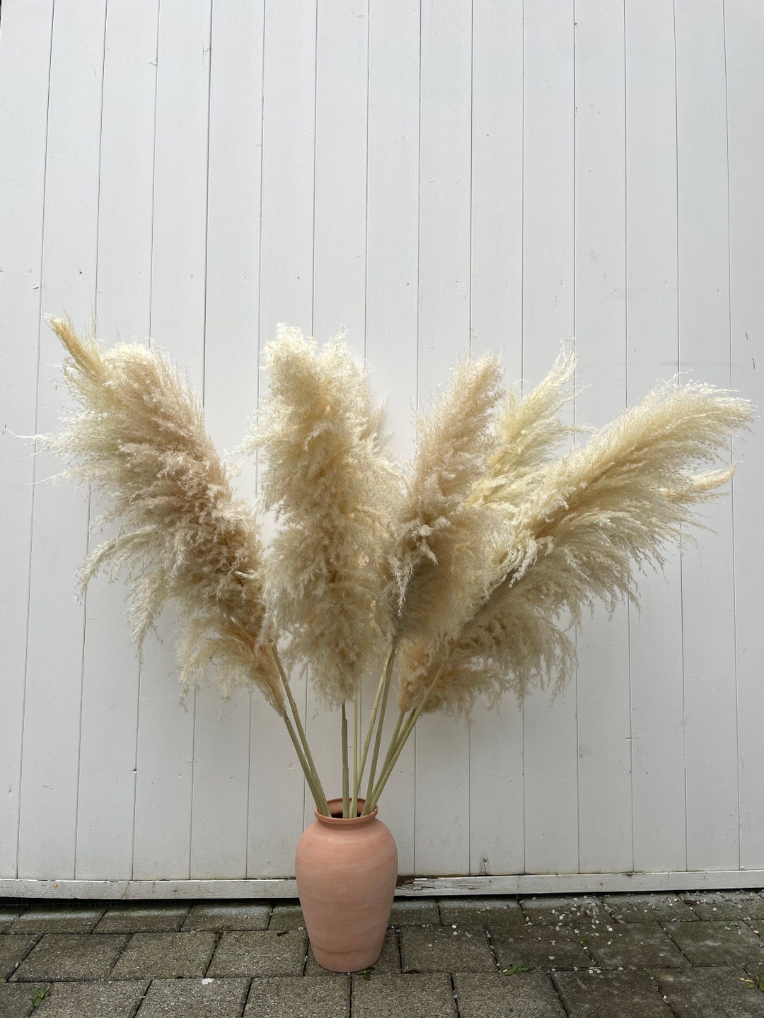 Large Pampas Grass Wholesale, Tall Pampas Grass, Luxury Fluffy Pampas ...