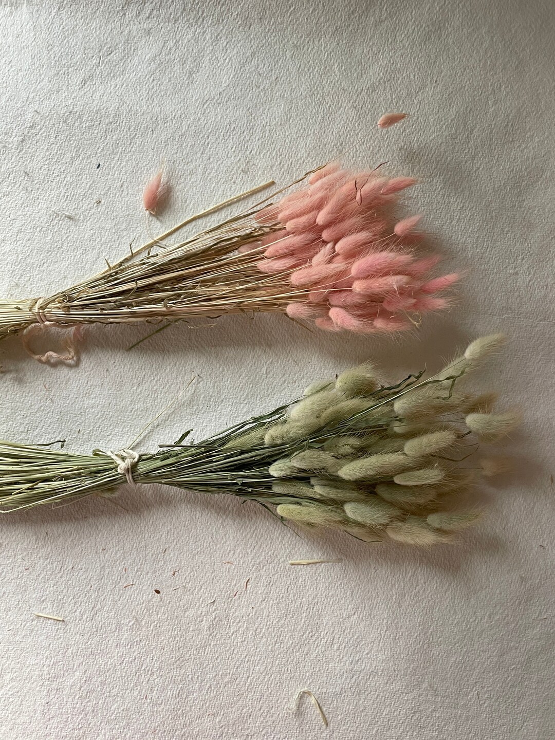 Dried Lagurus Natural Pink Lagurus Pink Pink Dried Flower - Etsy