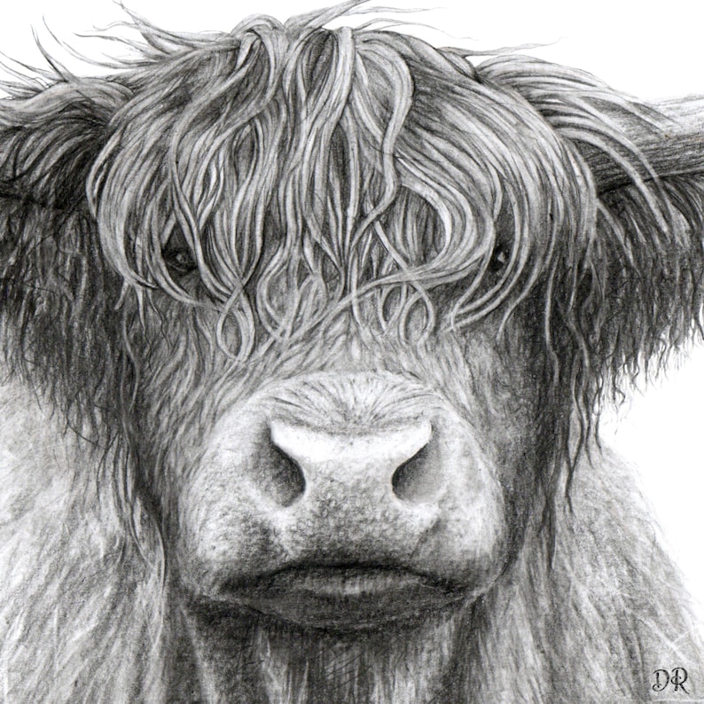 Highland Cow Printables Highland Cow Printables
