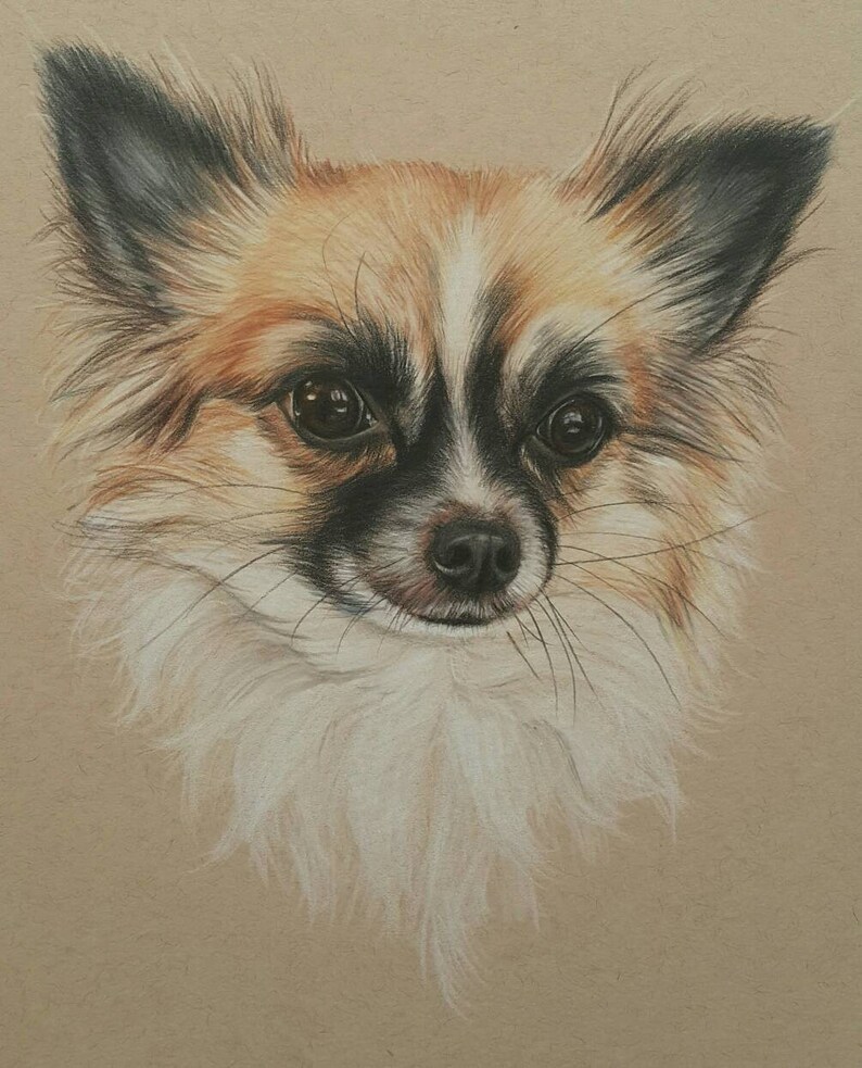 Custom Pet Portrait / Dog Portrait / Coloured Pencil Drawing / | Etsy
