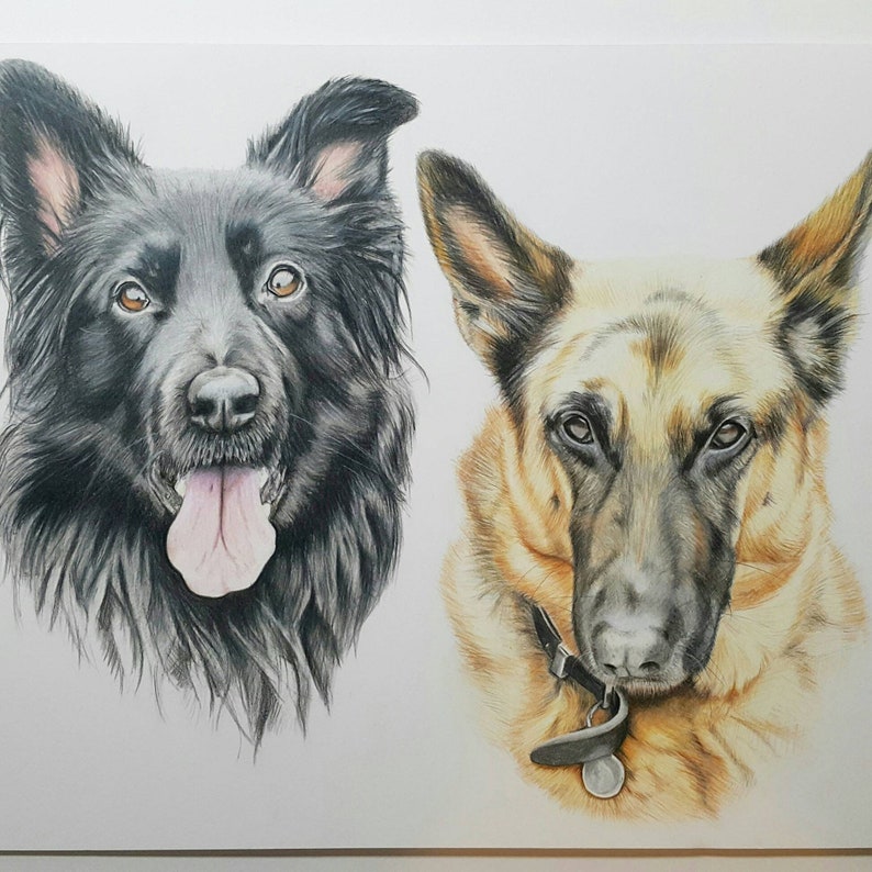 Custom Pet Portrait / Dog Portrait / Coloured Pencil Drawing / | Etsy