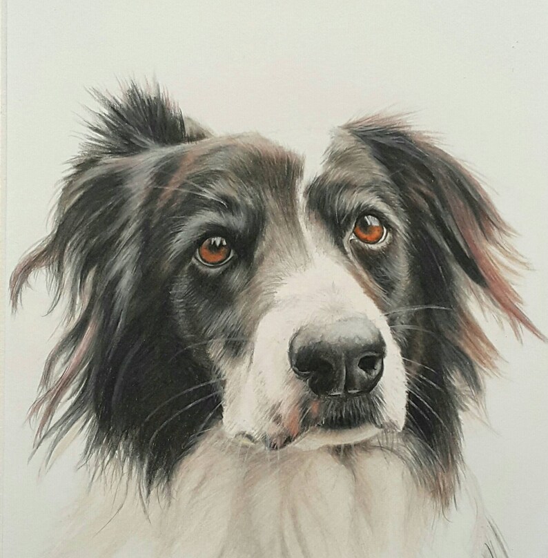 Custom Pet Portrait / Dog Portrait / Coloured Pencil Drawing / | Etsy