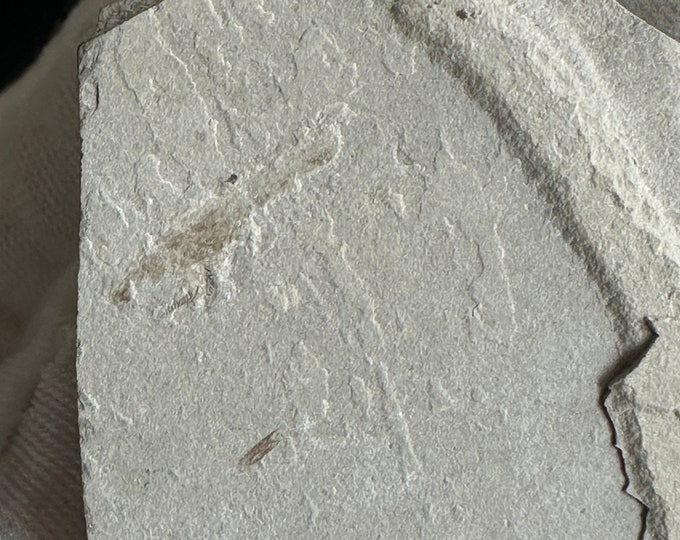 Mantis - Fossil Plate - Eocene Age - Lake Uinta Deposits - Green River ...