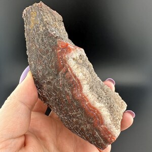 Red Dinosaur Bone Fossil With Quartz - Gem Bone - Lapidary Rough ...