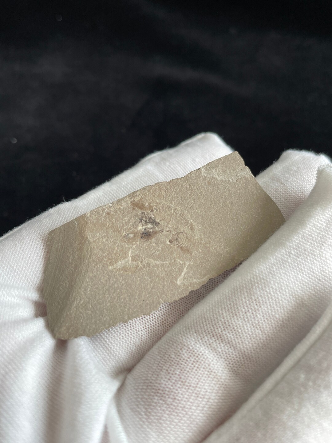 Spider & Insect - Fossil Plate - Etsy