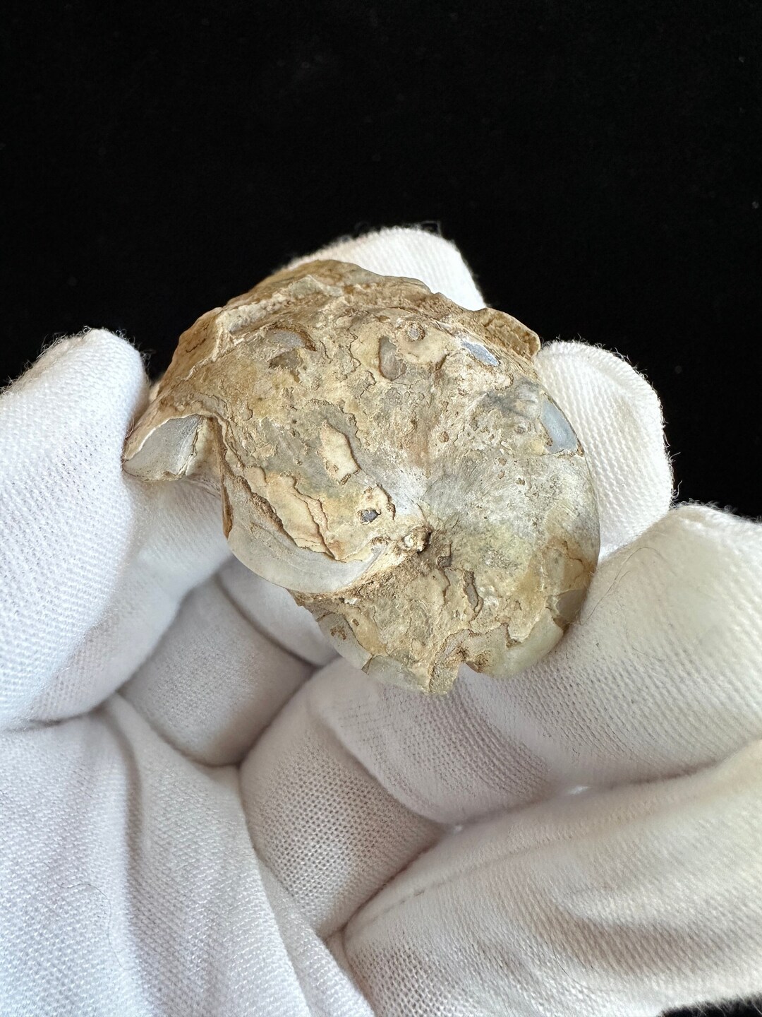 Chambered Nautilus Fossil - Aturia Angustata - Miocene Age (7-11 ...