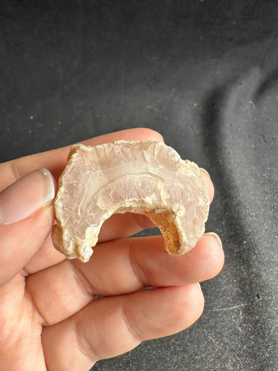 Pink Limb Cast Petrified Wood Slice Paulina, Oregon - Etsy