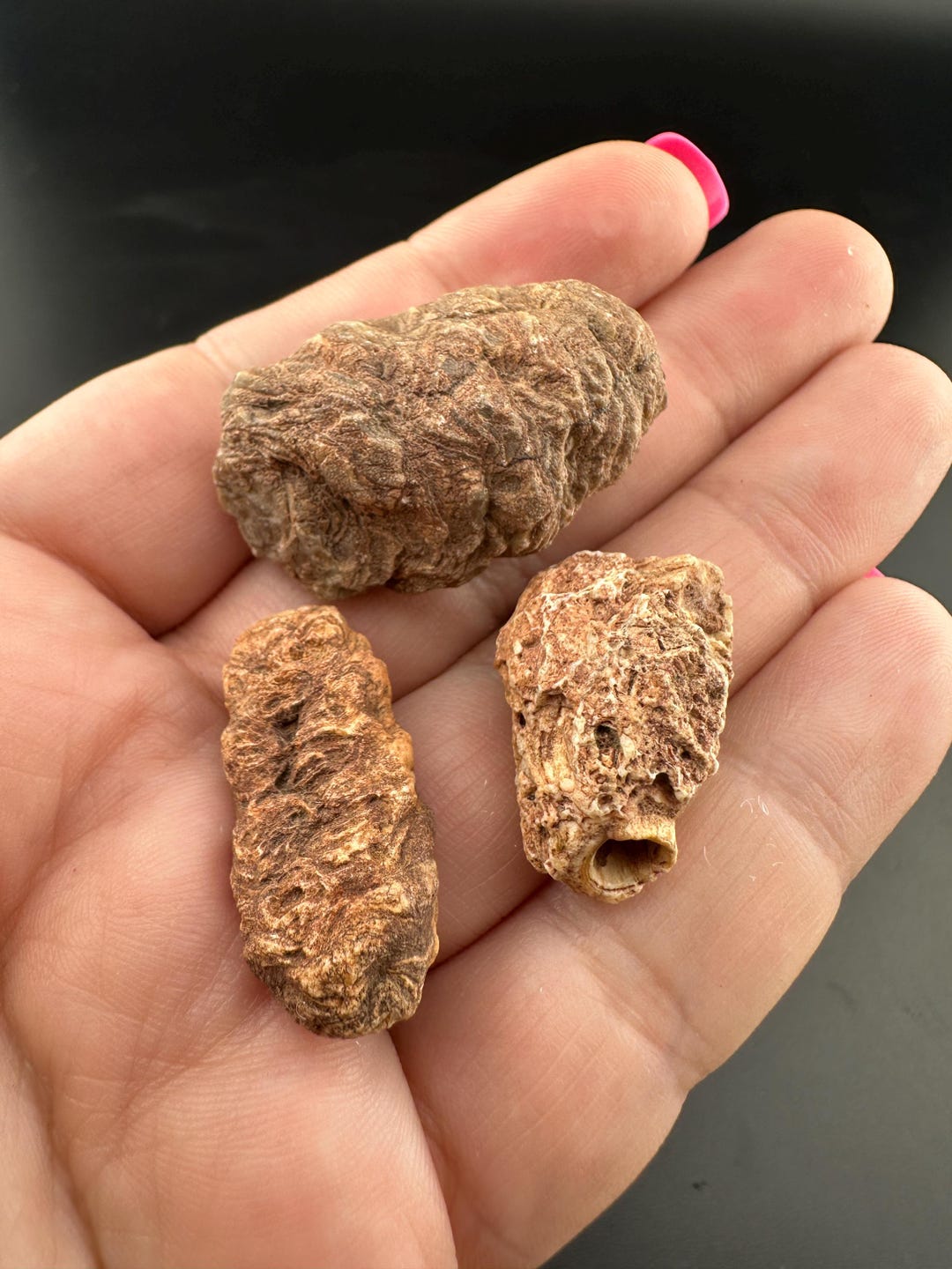 Jurassic Norfolk Pine Cone Fossils - Patagonia Auracaria Mirabilus - Etsy
