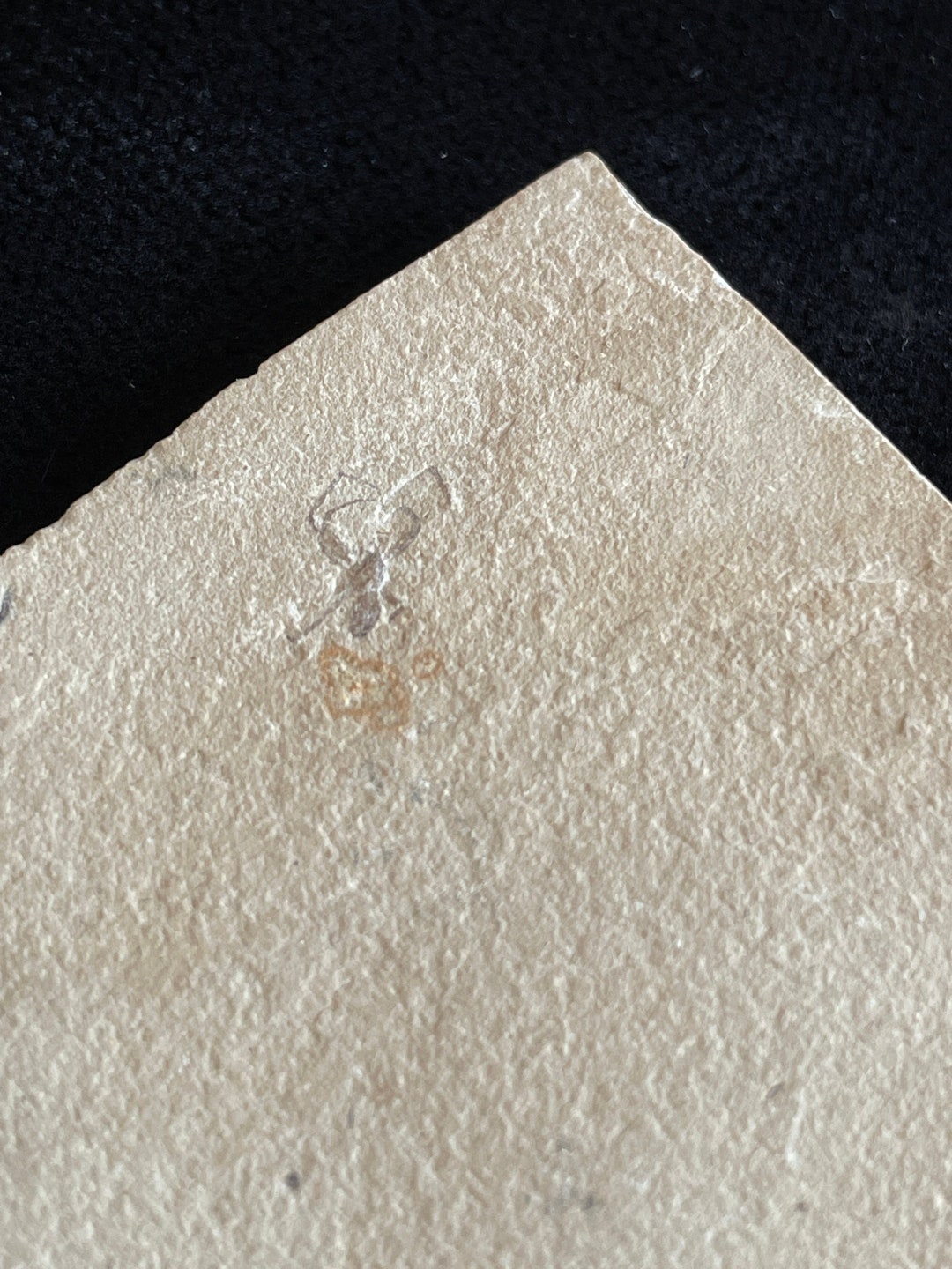 Long Fishing Spider Grasping Legs - Eocene Age 45 MYA - Lake Unit ...