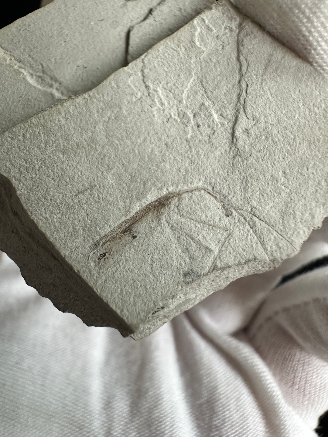 Phasmid Walking Stick Fossil Plate Eocene Age Lake - Etsy