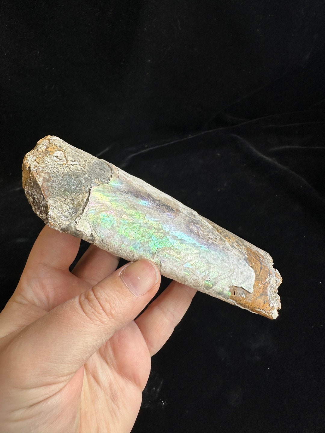 Iridescent Baculite Fossil - Pearly Nacre - Etsy