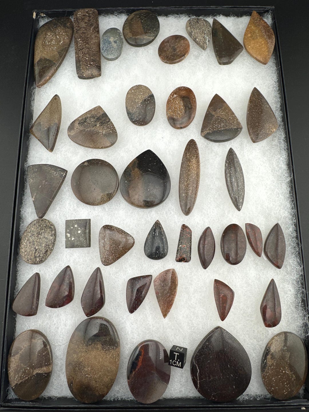 Mixed Fossil - Cabochons Dino Bone - Etsy