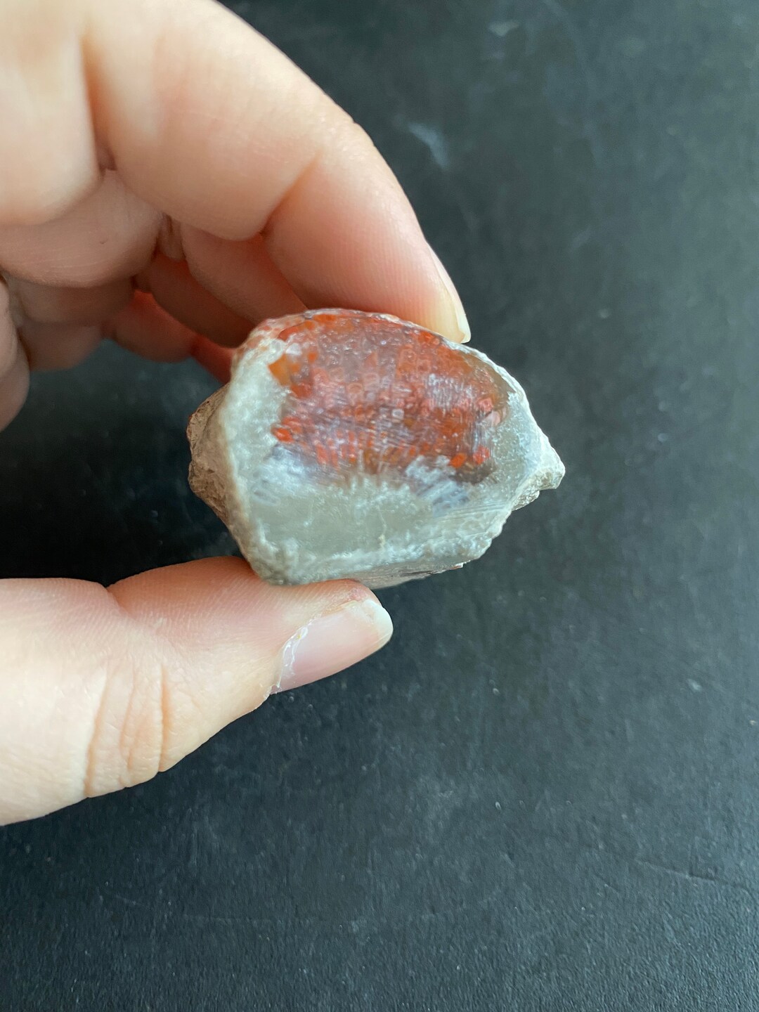RARE Large Red Horn Coral Utah Polished 73g - Etsy