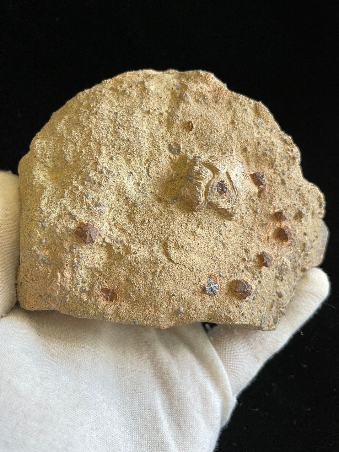 Limonite Pseudomorph After Pyrite Twin With Brachiopod With Algae ...
