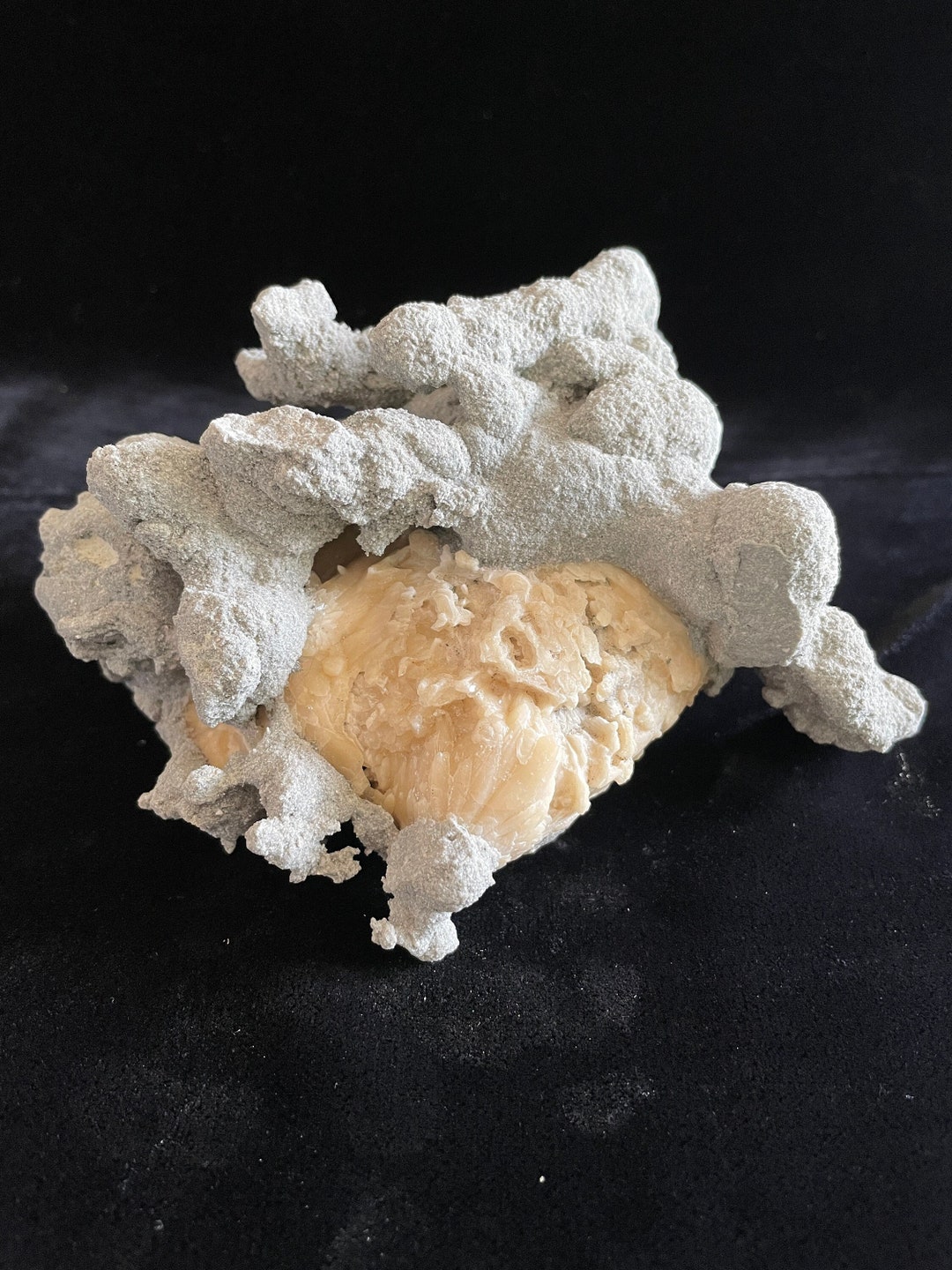Calcite Psuedomorph After Clam With In-filled Burros of Sand Dwelling ...