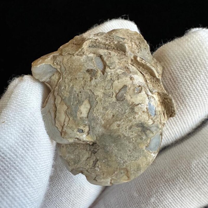 Chambered Nautilus - Etsy